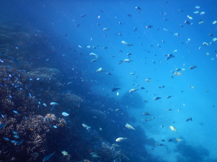 Lady Musgrave Reef – a yacht more to life